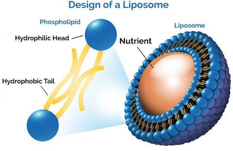What is a Liposome? And How Does Liposomal Technology Work? | Vasayo ...
